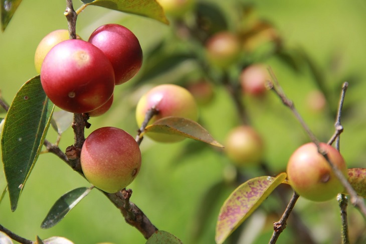 Camu Camu, fruta amazónica que combate la obesidad | Ecuador | Noti ...