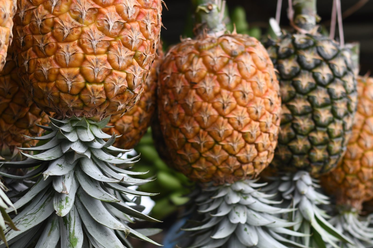 Milagro: Jardín Tropical del Ecuador | Ecuador | Noti-America.com