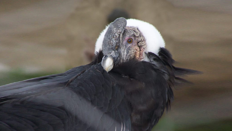 El Cóndor: emblema de identidad ecuatoriana, conmemora su Día Nacional ...