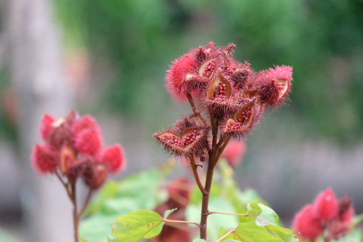 Propiedades del achiote | Ecuador | Noti-America.com