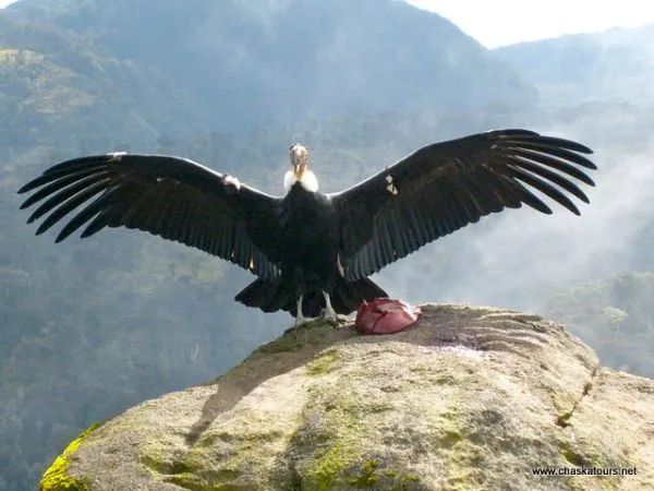 Las estrategias para la conservación del cóndor se analizarán en Quito ...