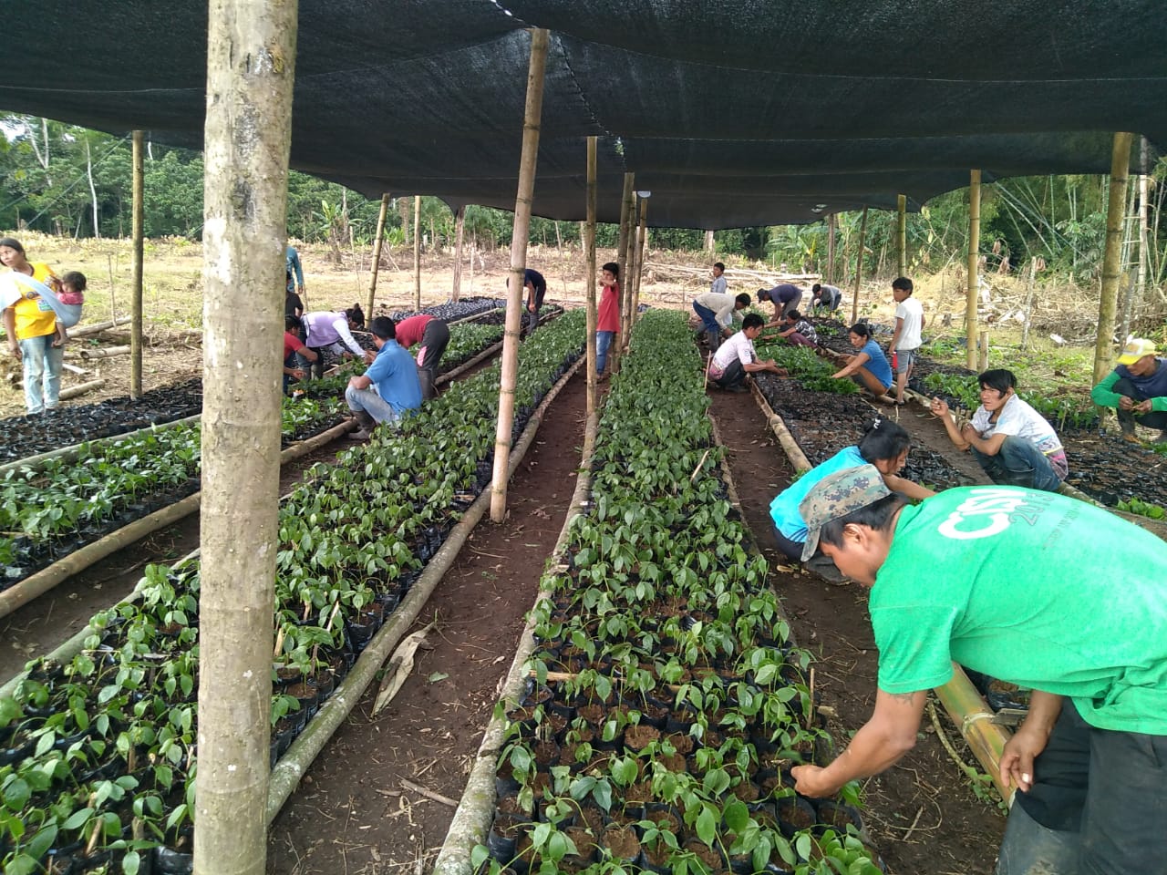 Ecuador capacita a productores en Buenas Prácticas Forestales | Ecuador ...