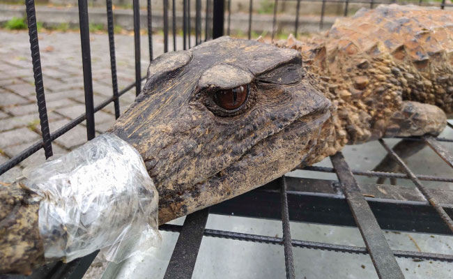 En Ecuador sujeto es condenado a un año de prisión por transportar un ...