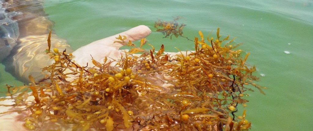 Temporada de sargazo en Miami Beach | Florida | Noti-America.com