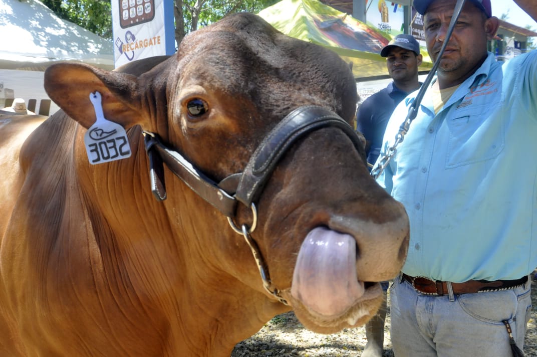 Carora muestra su raza con la Expo-feria Ganadera | Noti-America.com