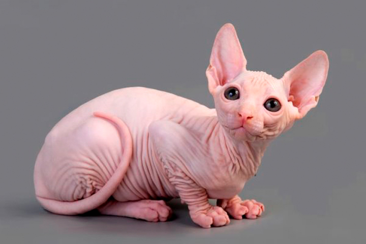 Conoce los 6 animales más feos del mundo | Venezuela | Noti-America.com